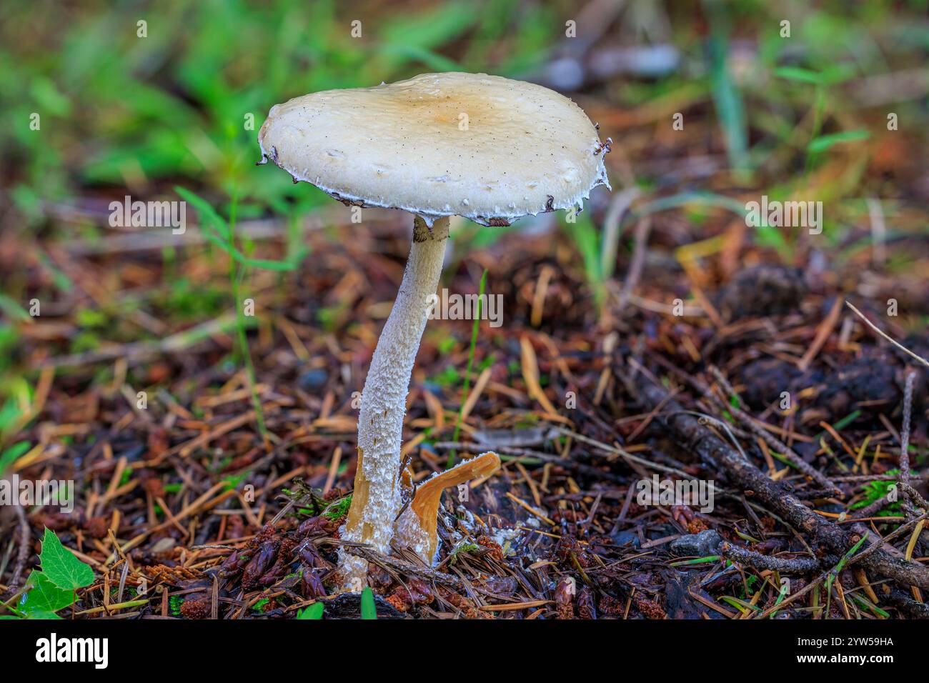 Stropharia mushroom hi-res stock photography and images - Alamy