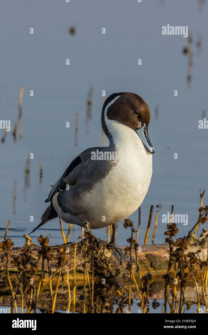 Northern Pintail (Anas acuta) Male at the Merced National Wildlife ...