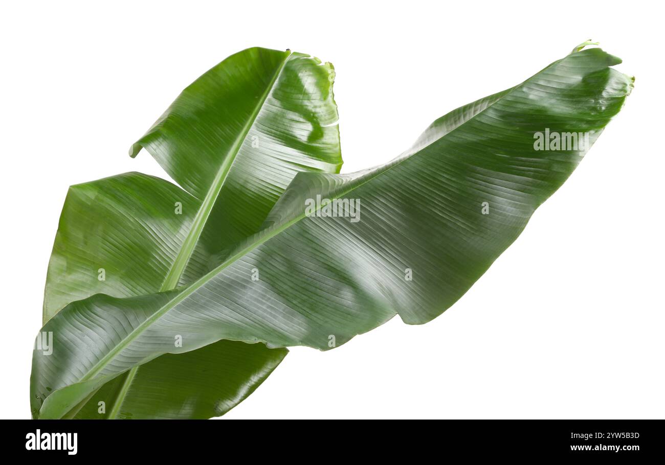 Fresh green banana tree leaves isolated on white Stock Photo - Alamy