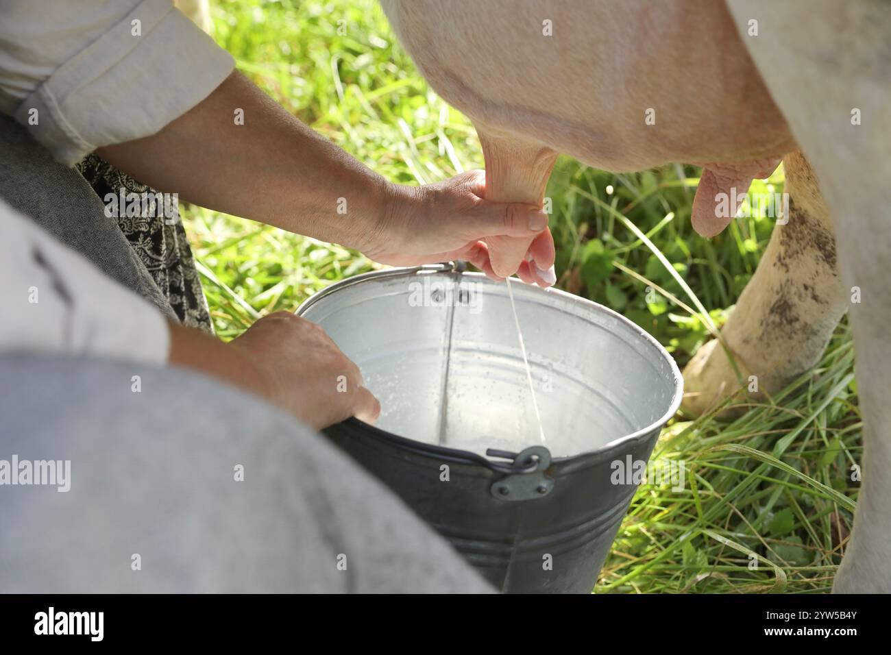 Senior woman milking cow in backyard, closeup Stock Photo - Alamy