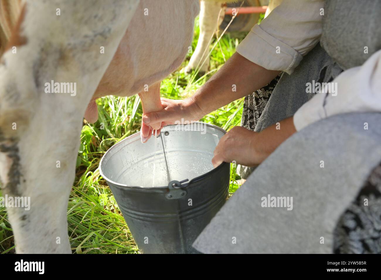 Senior woman milking cow in backyard, closeup Stock Photo - Alamy