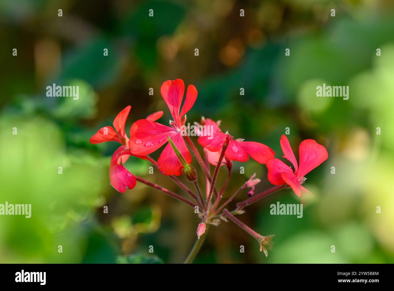 Bright red blossoms emerge from a slender stem amidst a vibrant green ...