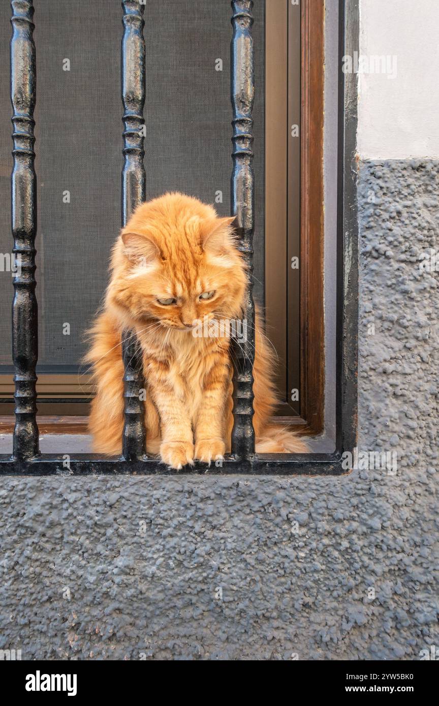 Large cat behind steel window bars on house in Spain Stock Photo - Alamy