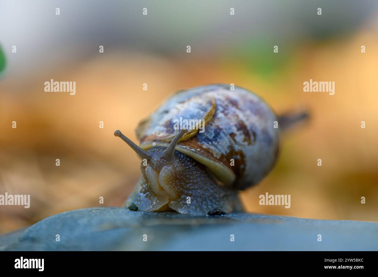 A curious snail explores a smooth rock under soft sunlight, surrounded by lush greenery and ...