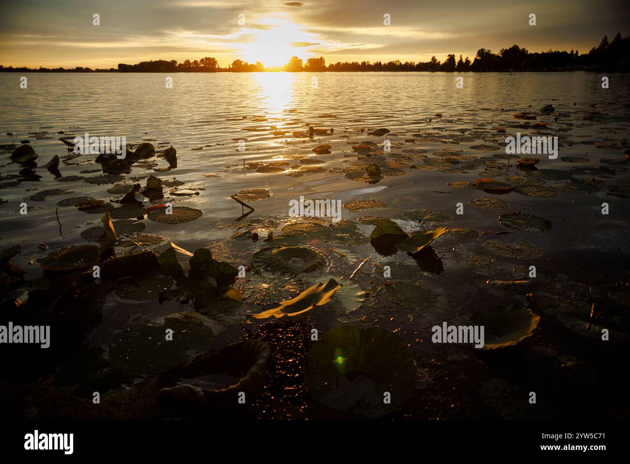 Lotus effects hi-res stock photography and images - Alamy