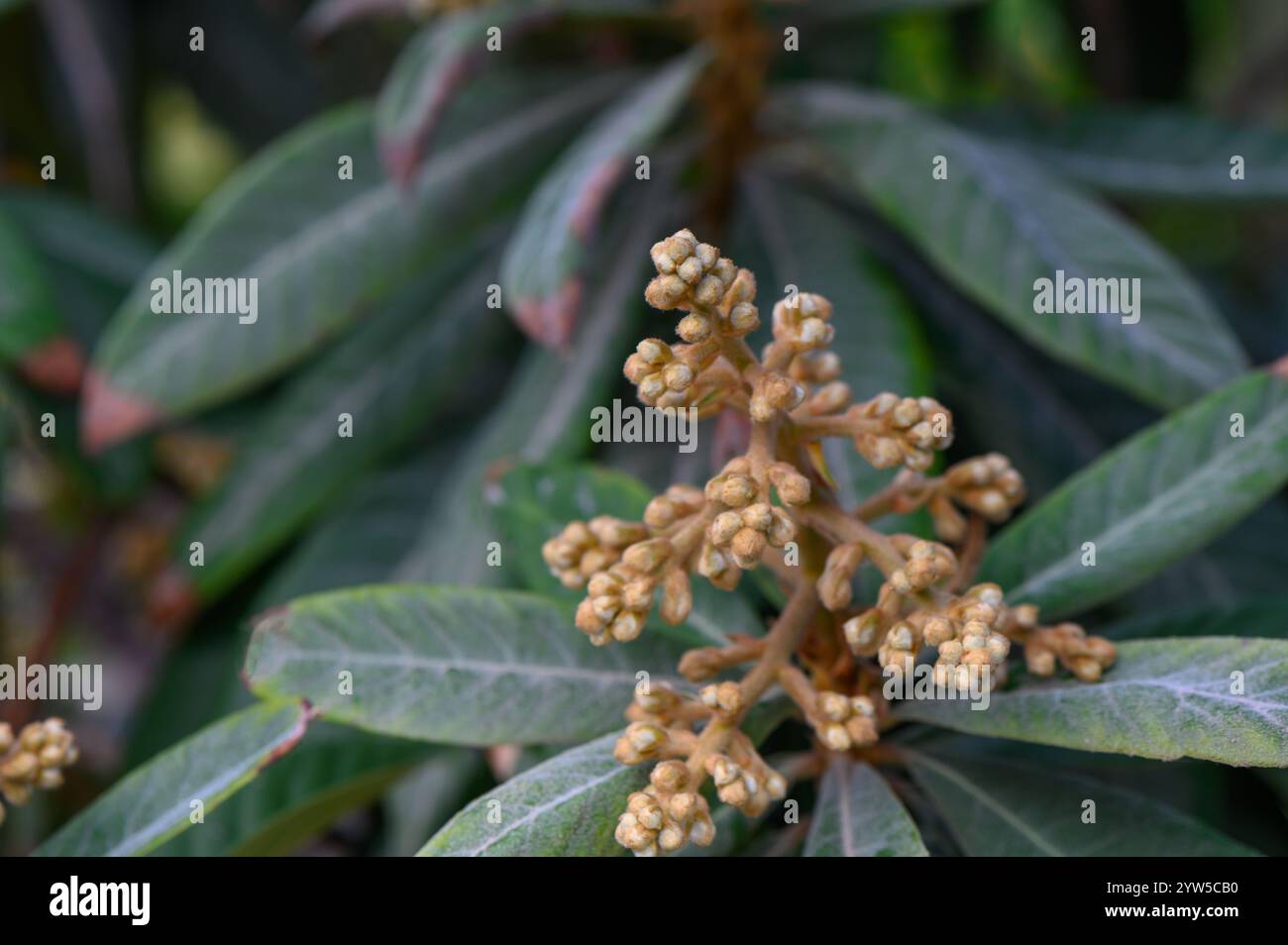 New buds emerge from deep green leaves, signaling spring arrival and ...