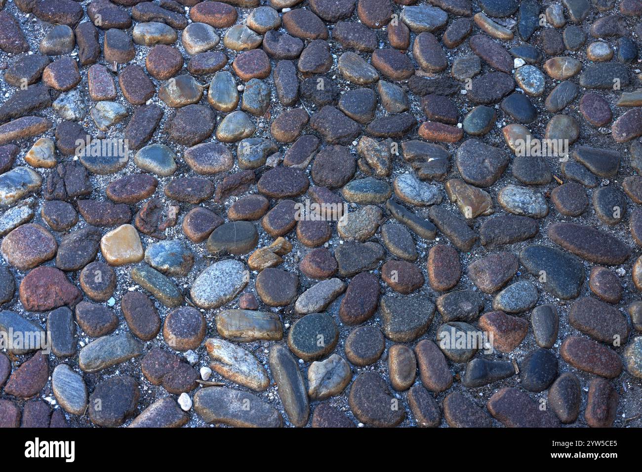 Round stones in the ground. Texture of the cobblestones in the street ...
