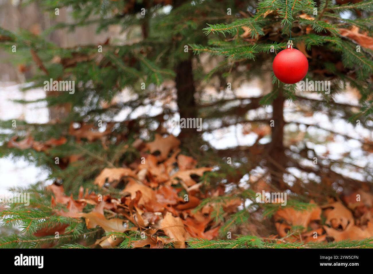 Outdoor Holiday Tree Decorated Simply With a Single Red Ornament Stock ...