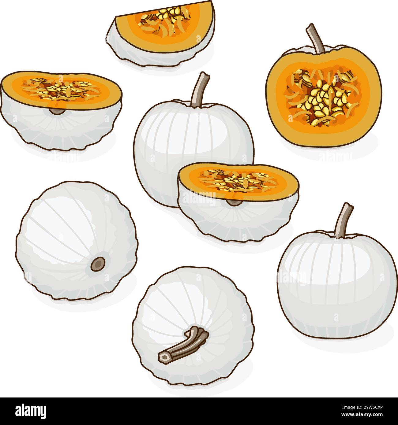 Set of Casper pumpkin or Lumina Pumpkin. Winter squash. Cucurbita ...