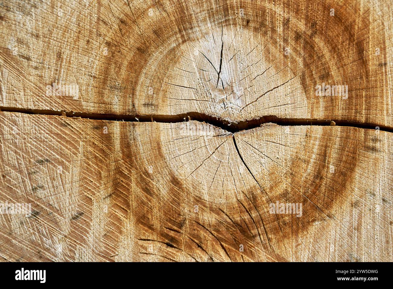 Tree, tree trunk, piece, annual rings, dry, sawn, wood, log, gap ...