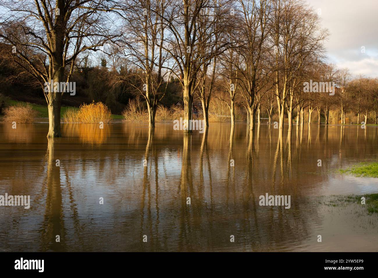 River Severn floods in The Quarry, Shrewsbury, Shropshire, flooding ...