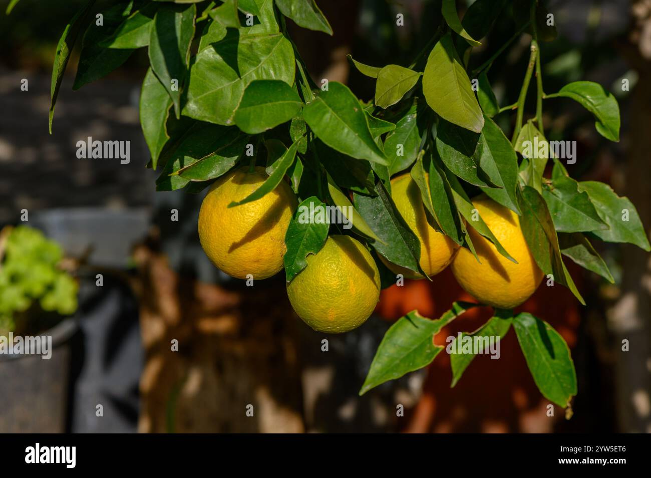 Bright yellow citrus fruits dangle from lush green leaves under warm ...