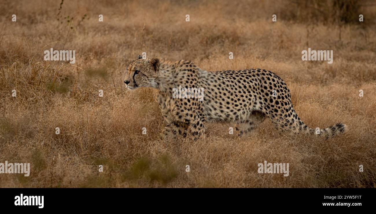 Cheetah prowling hi-res stock photography and images - Alamy