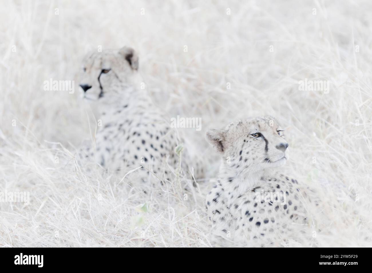 Pair of cheetahs in grass high key Stock Photo - Alamy