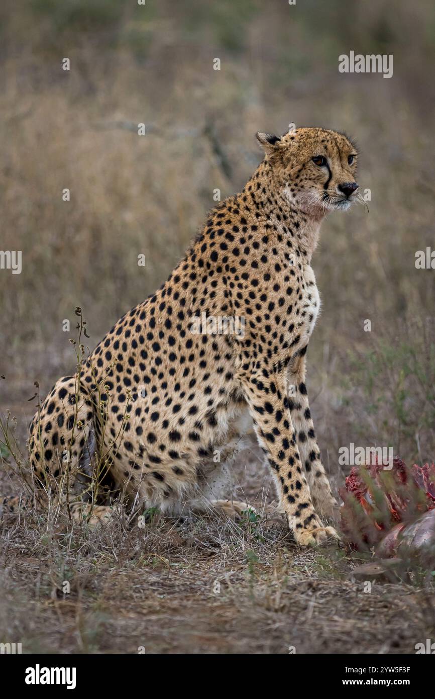 Full belly hi-res stock photography and images - Alamy