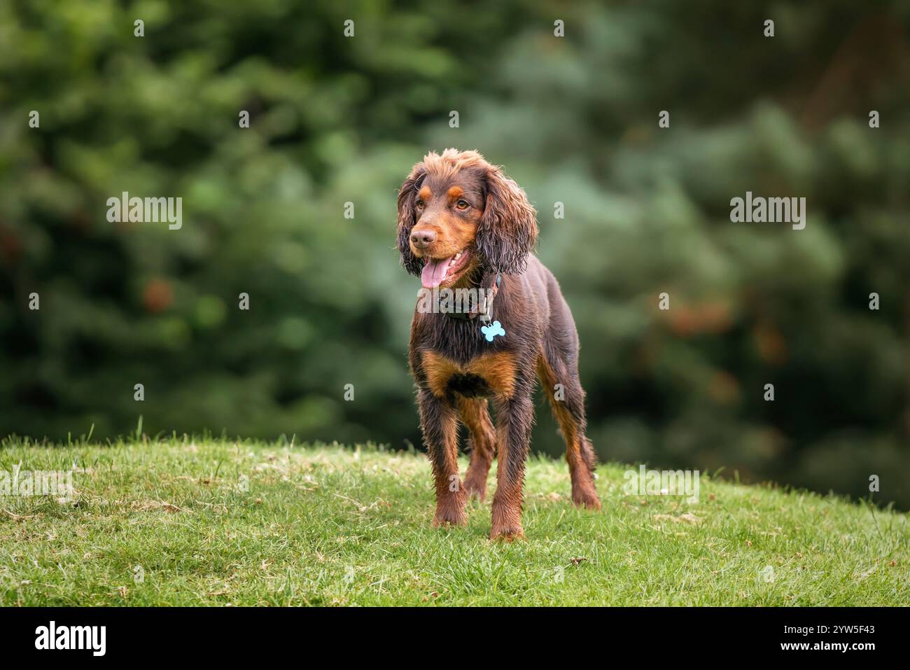 Working Cocker Spaniel dog having fun at a golf course Stock Photo - Alamy