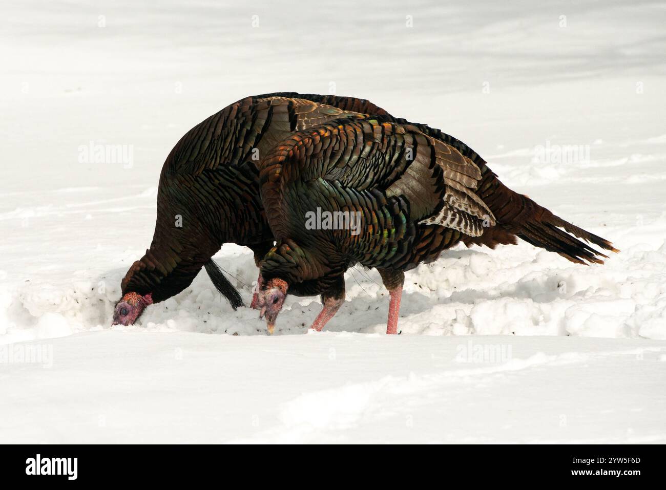 Wild turkeys in Ontario, Canada at a winter bird feeder eating seed off ...