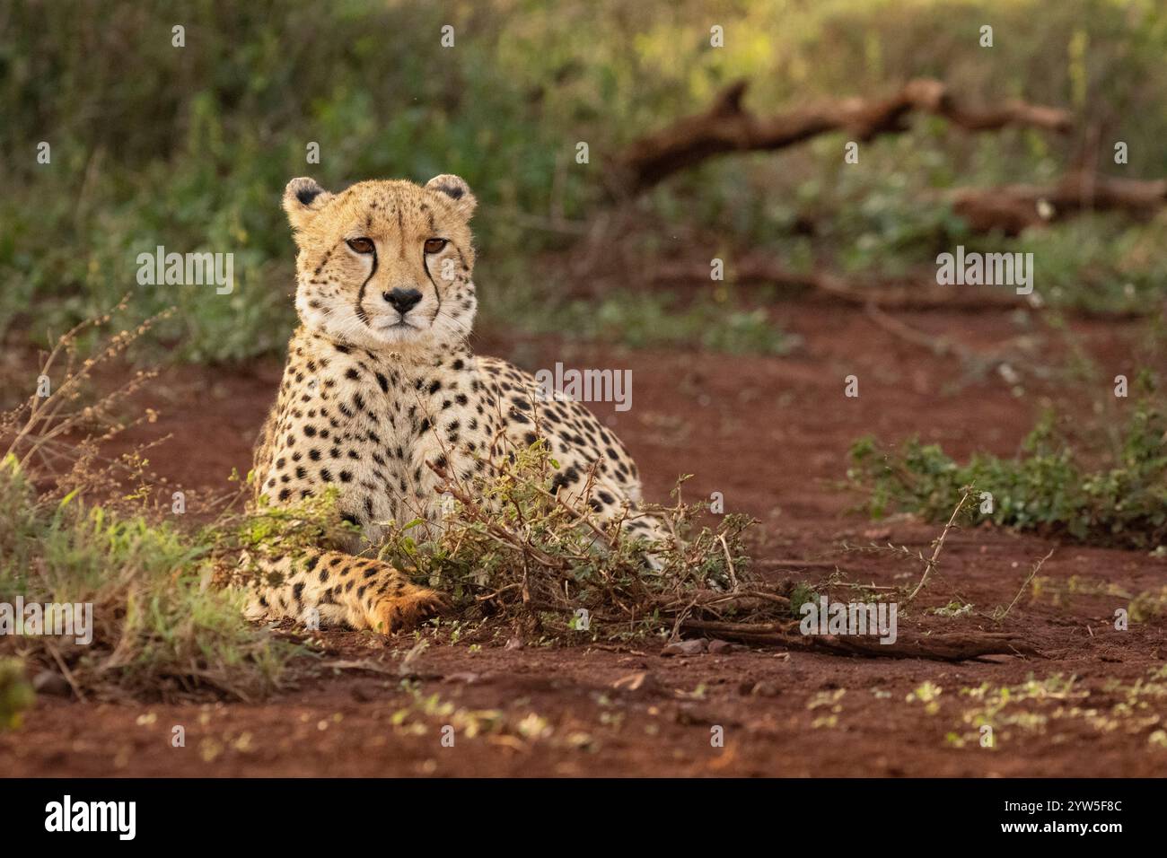 Cheetah lying down Stock Photo - Alamy