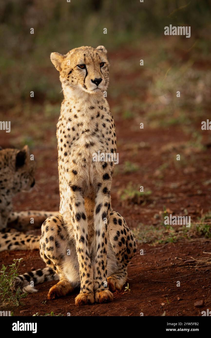 Cheetah patterns hi-res stock photography and images - Alamy