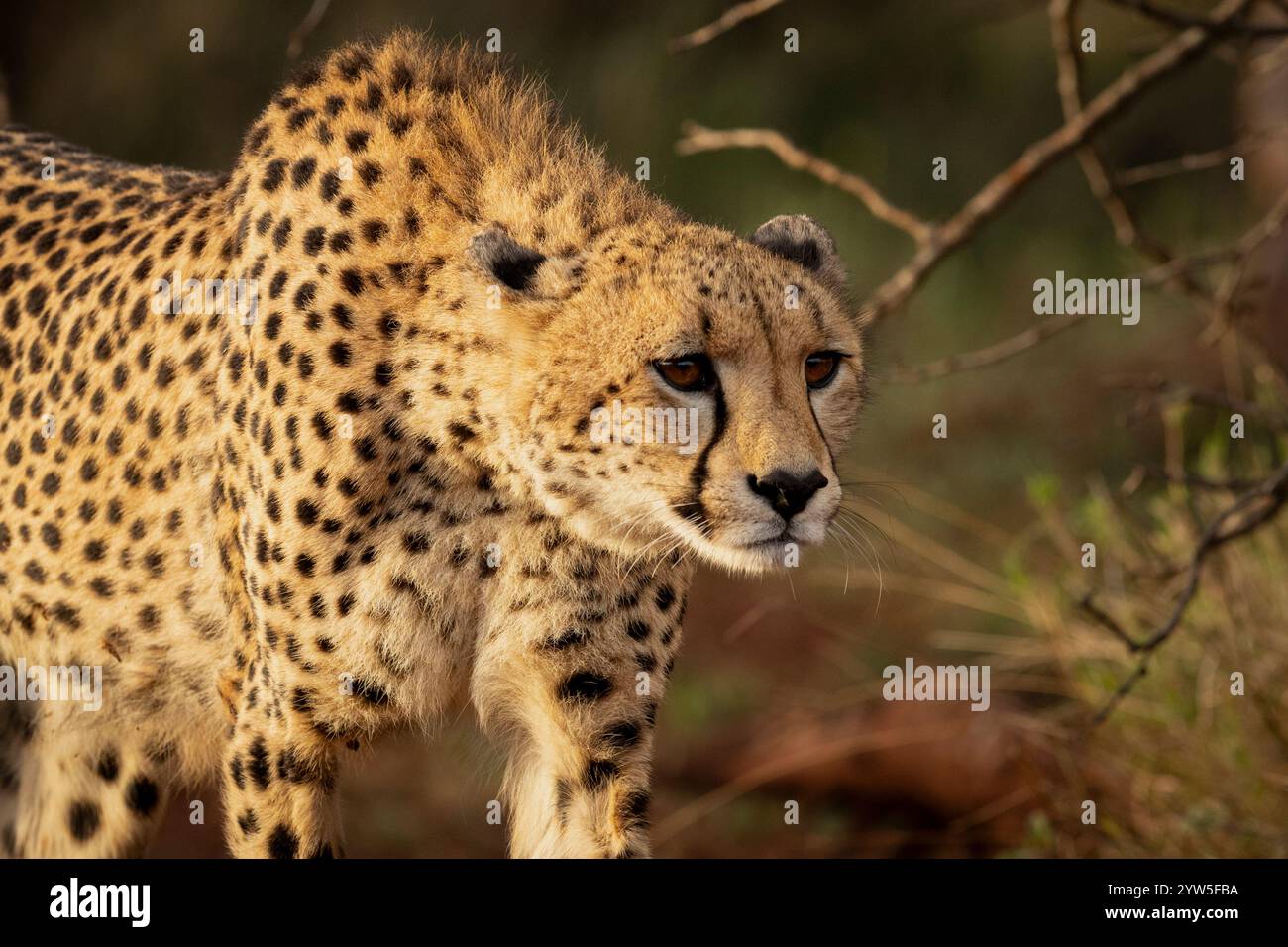 Cheetah wildlife moments hi-res stock photography and images - Alamy
