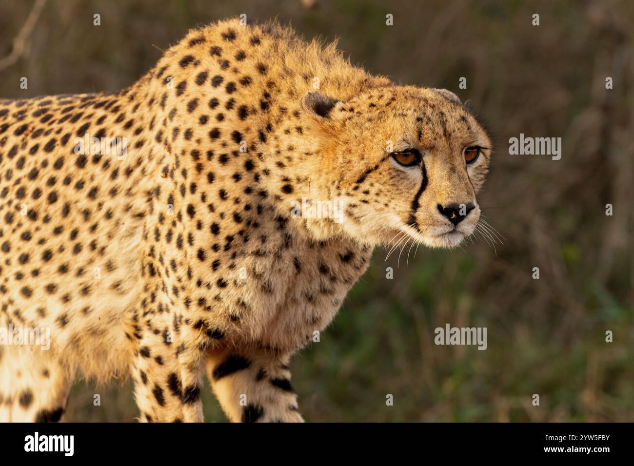 Cheetah agility hi-res stock photography and images - Alamy