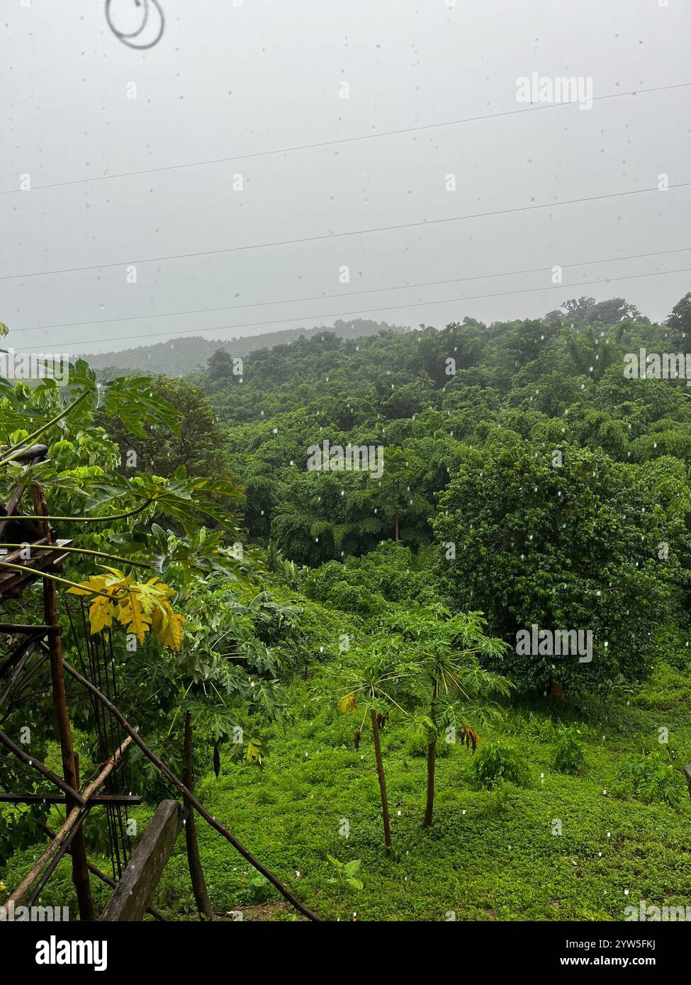 Tropical forest view in the Philippines Stock Photo - Alamy