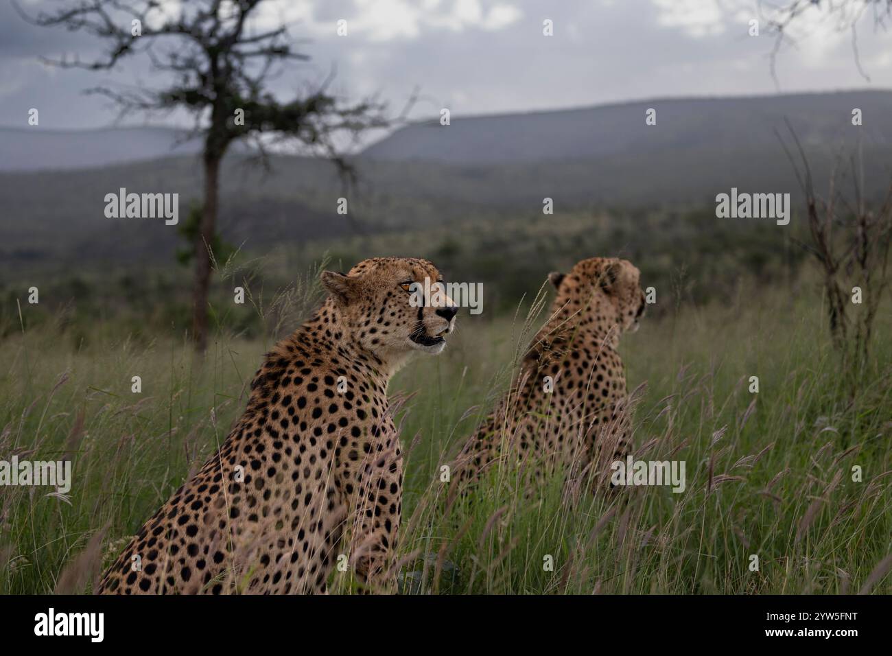 Cheetah wildlife moments hi-res stock photography and images - Alamy