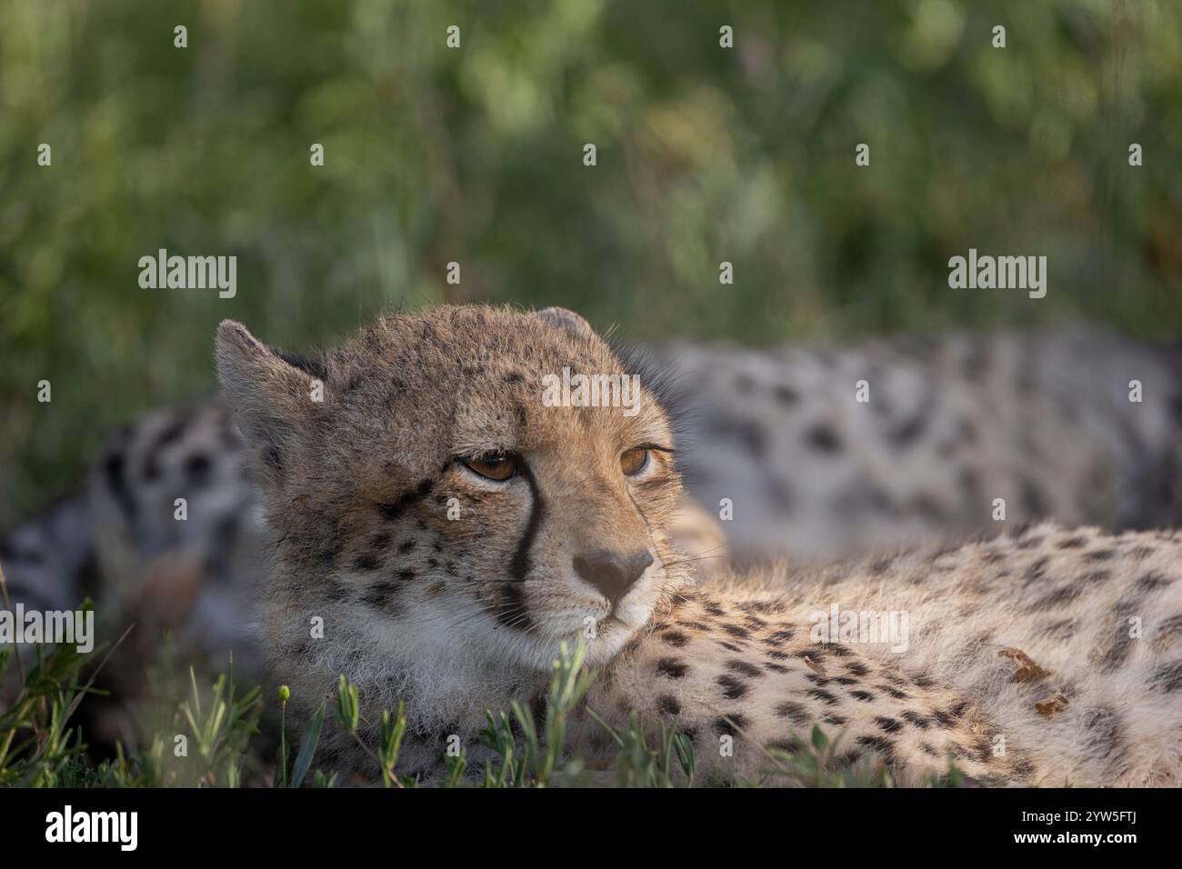 Cheetah wildlife moments hi-res stock photography and images - Alamy
