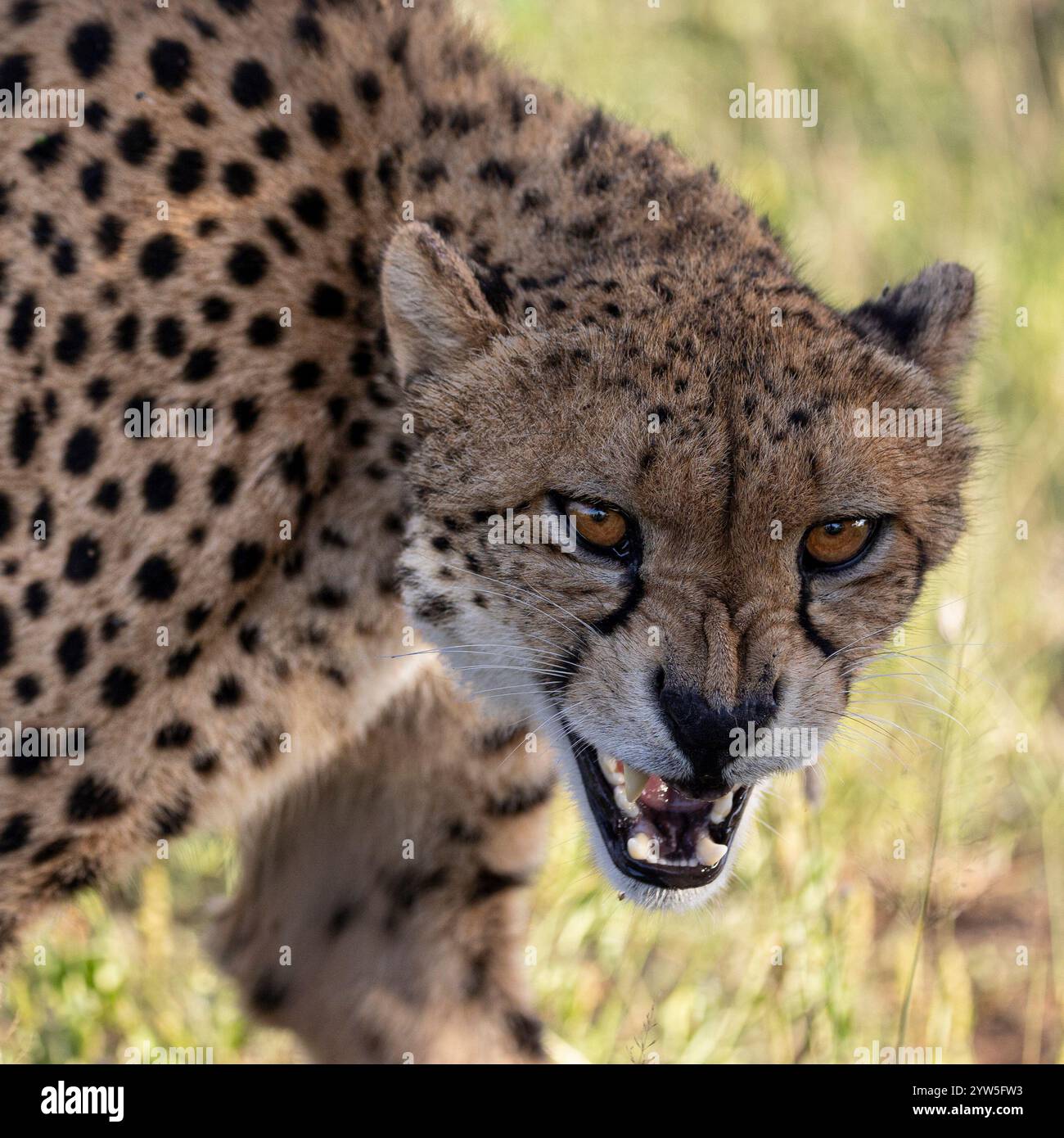 Angry Cheetah growling Stock Photo - Alamy