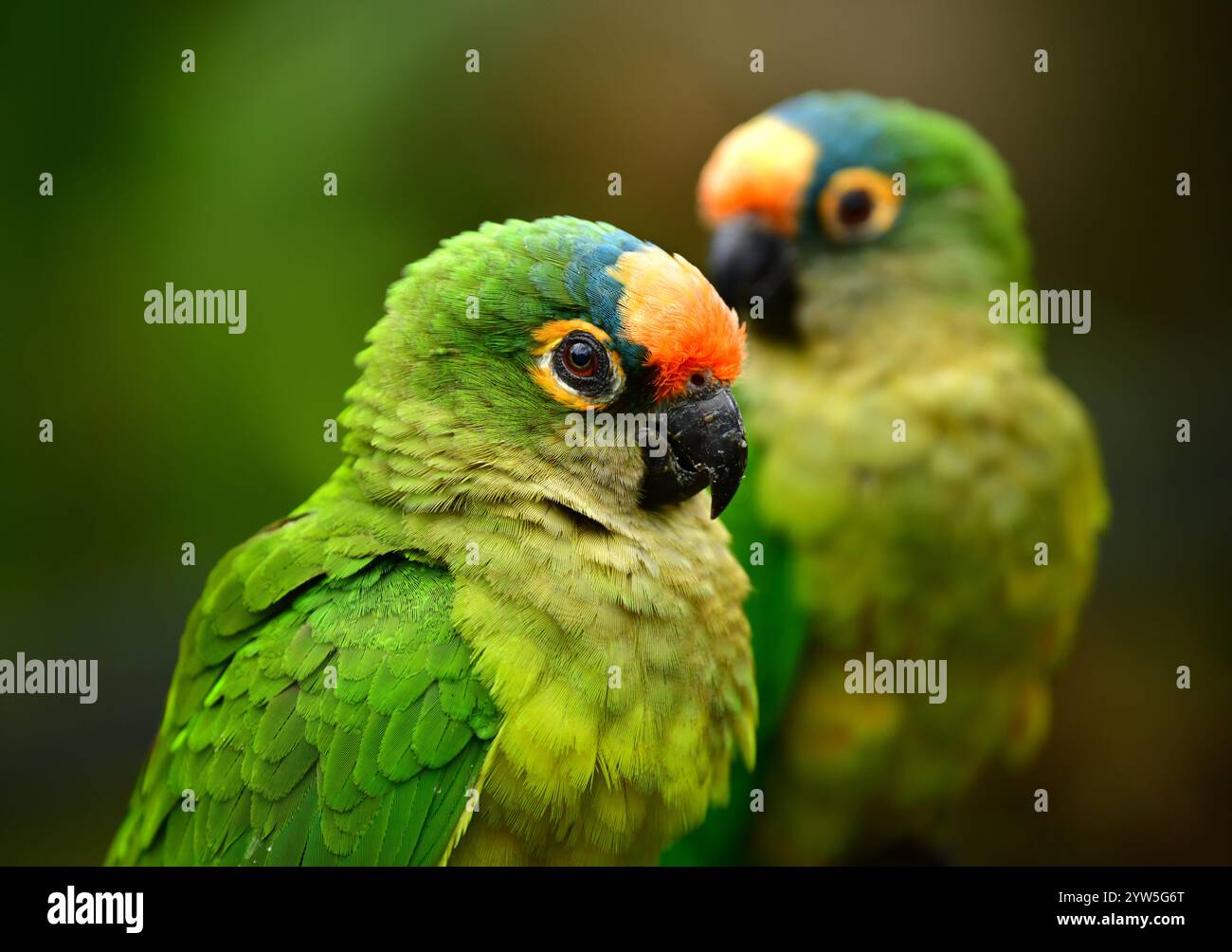 Portrait of Peach-fronted parakeet (Eupsittula aurea). Brazil Stock ...