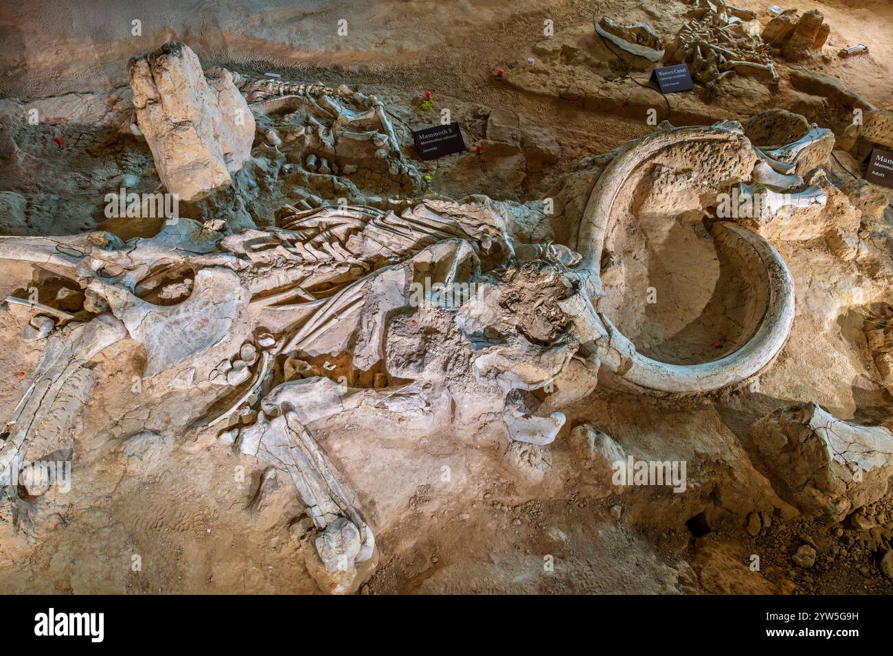 Fossil of a Columbian Mammoth (Mammuthus columbi) at Waco Mammoth ...
