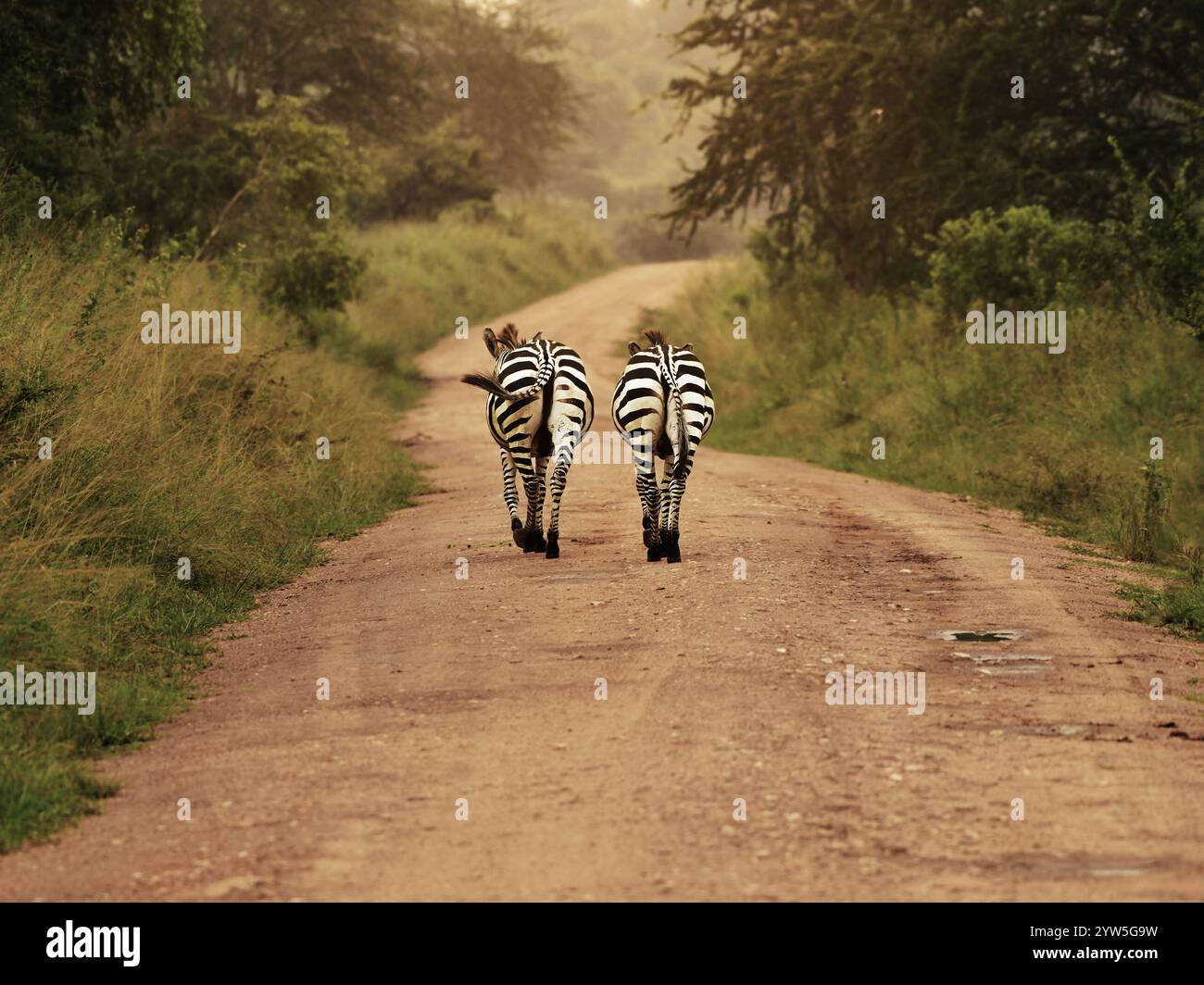 Rear view of Two zebras waving the tail on a dirt road. Lake Mburo ...