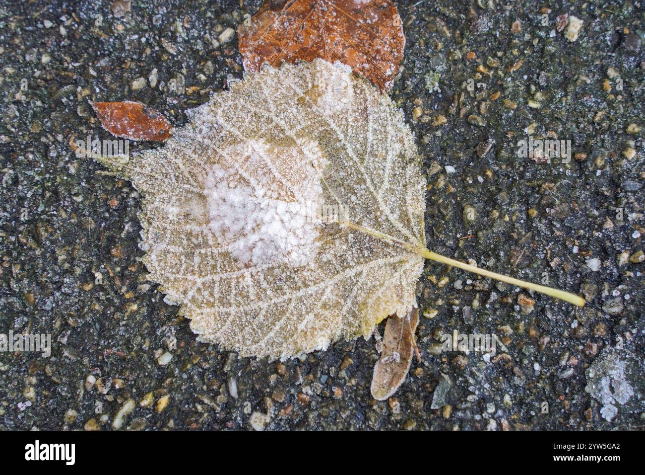 Dead autumn leaf covered with frost in morning Stock Photo - Alamy