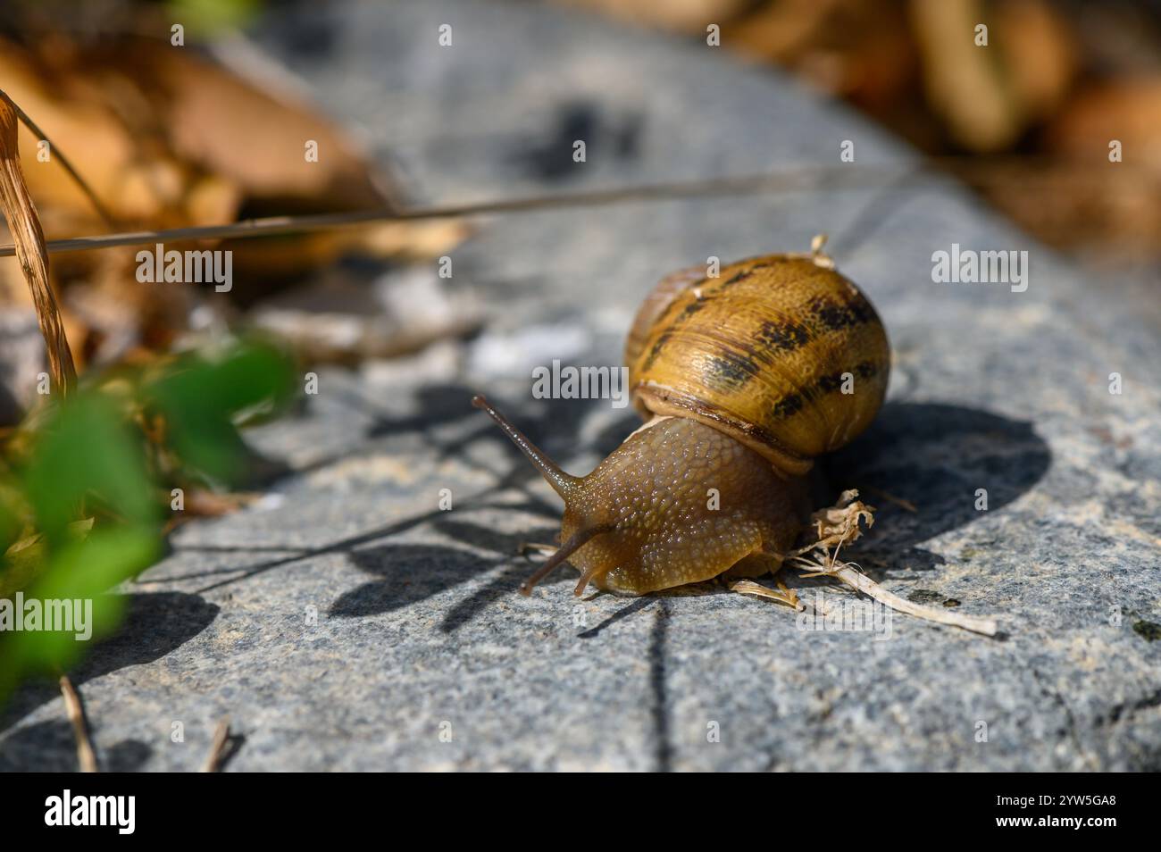 Snail slowly moves on stone hi-res stock photography and images - Alamy