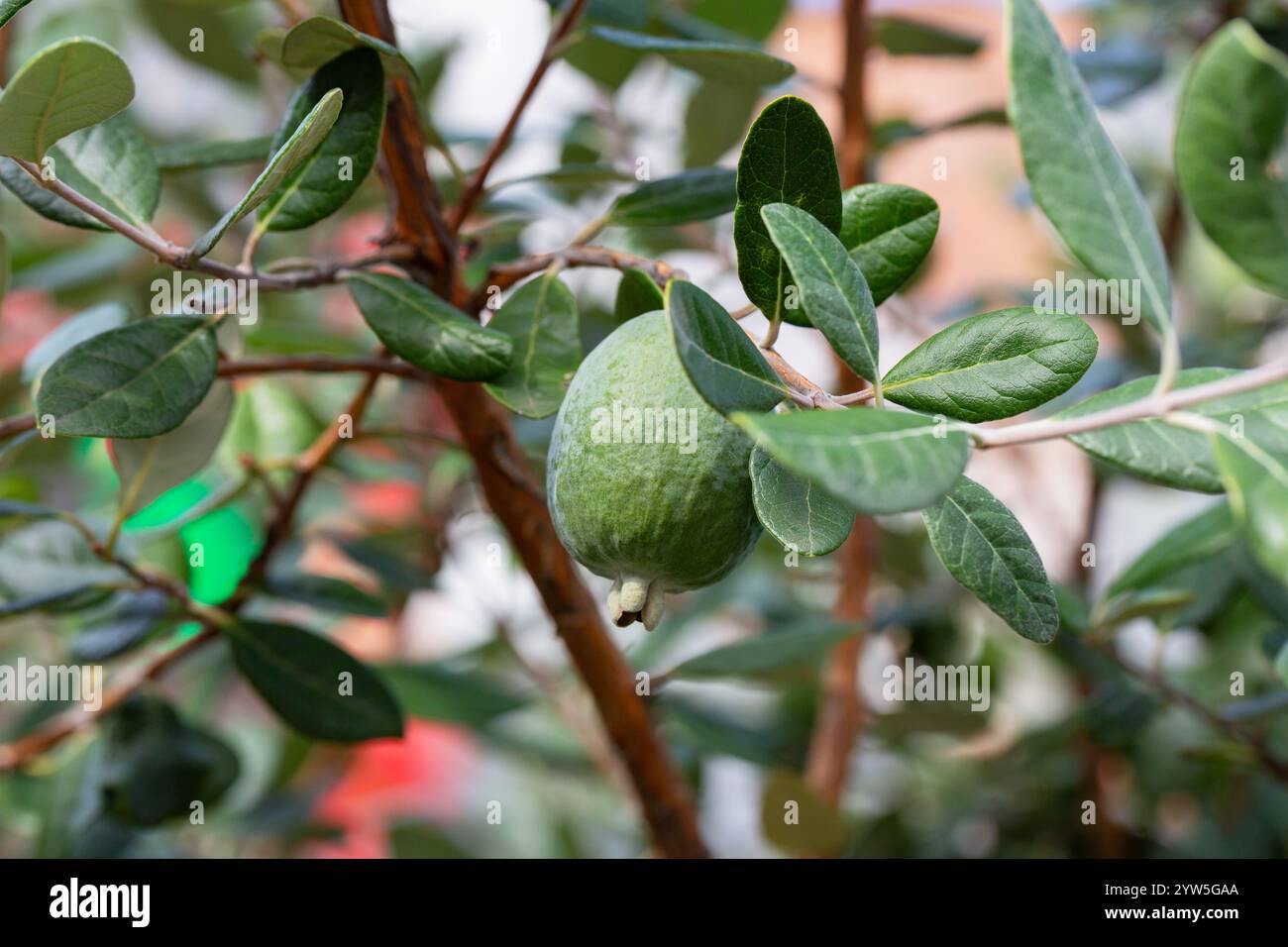 Ripe feijoa fruits on a tree (lat. Acca sellowiana). Fresh feijoa ...