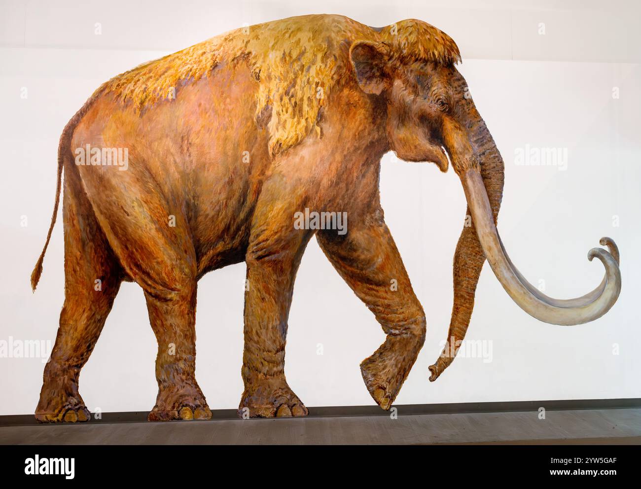 Lif size painting of a Columbian Mammoth (Mammuthus columbi) at Waco ...