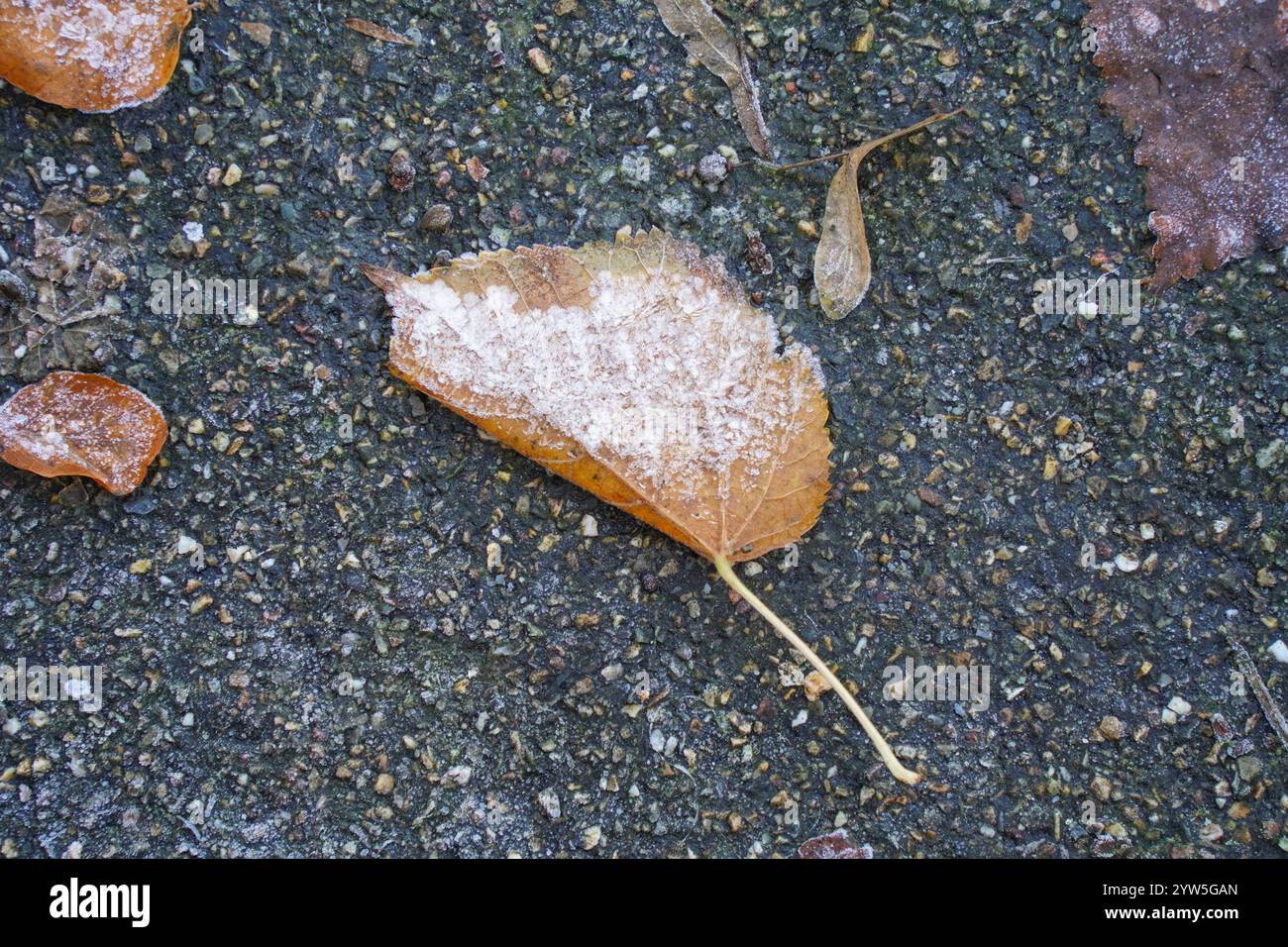 Dead autumn leaf covered with frost in morning Stock Photo - Alamy
