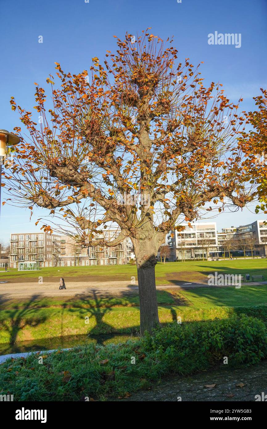 Lone Tree in an Urban Park Retained ancient Fortifications City Walls ...