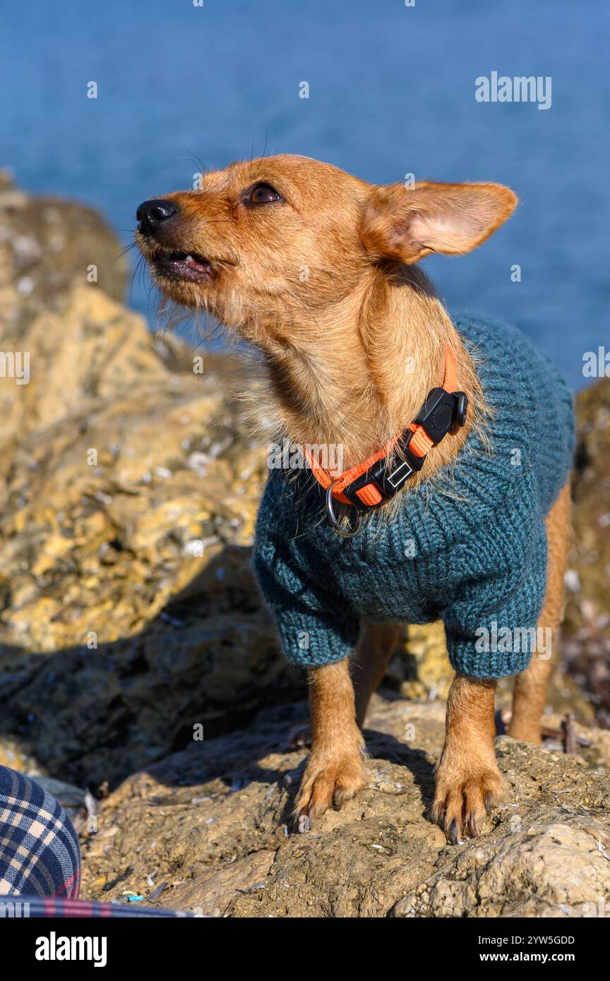 A cheerful dog wearing a warm sweater stands on rocky terrain, happily ...