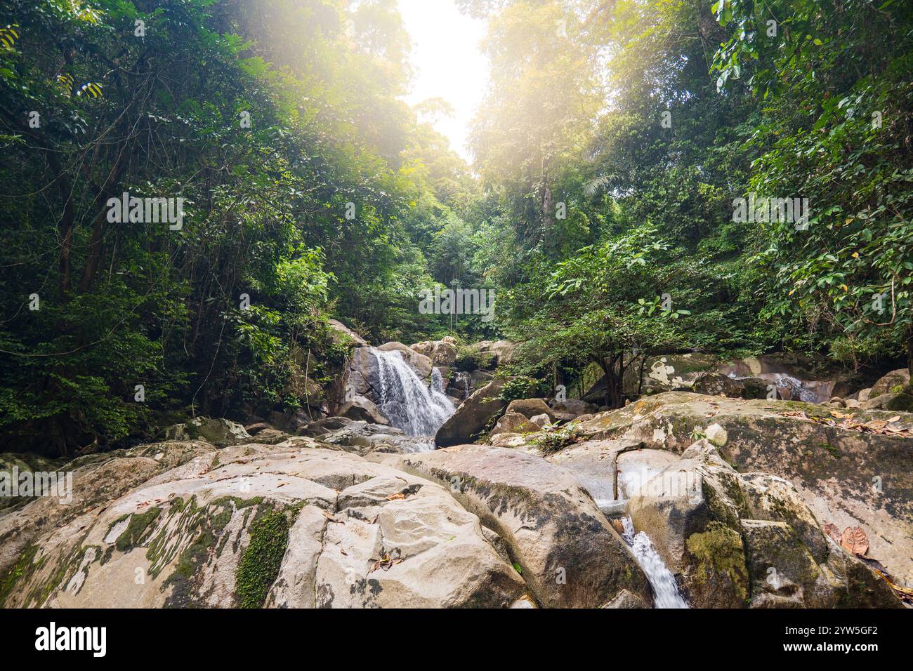 rainforest jungle trek landscape at Gunung Gading National Park in ...