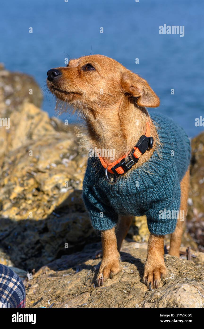 Cute dog stands proudly on rocky terrain, gazing at the sparkling water under a clear sky ...