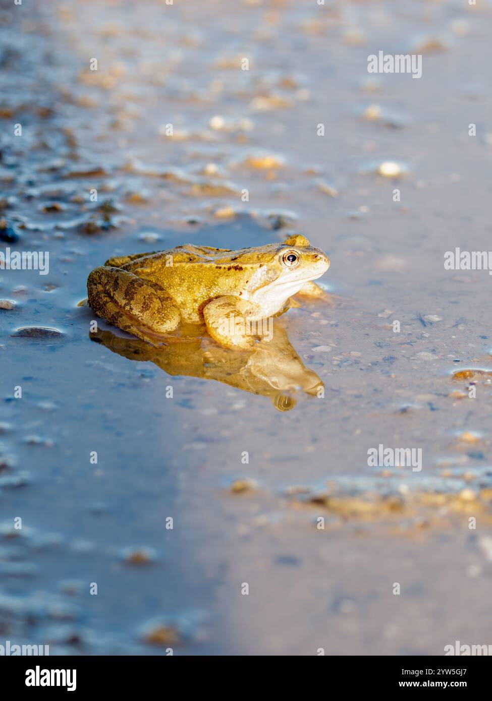 Puddle frogs hi-res stock photography and images - Alamy