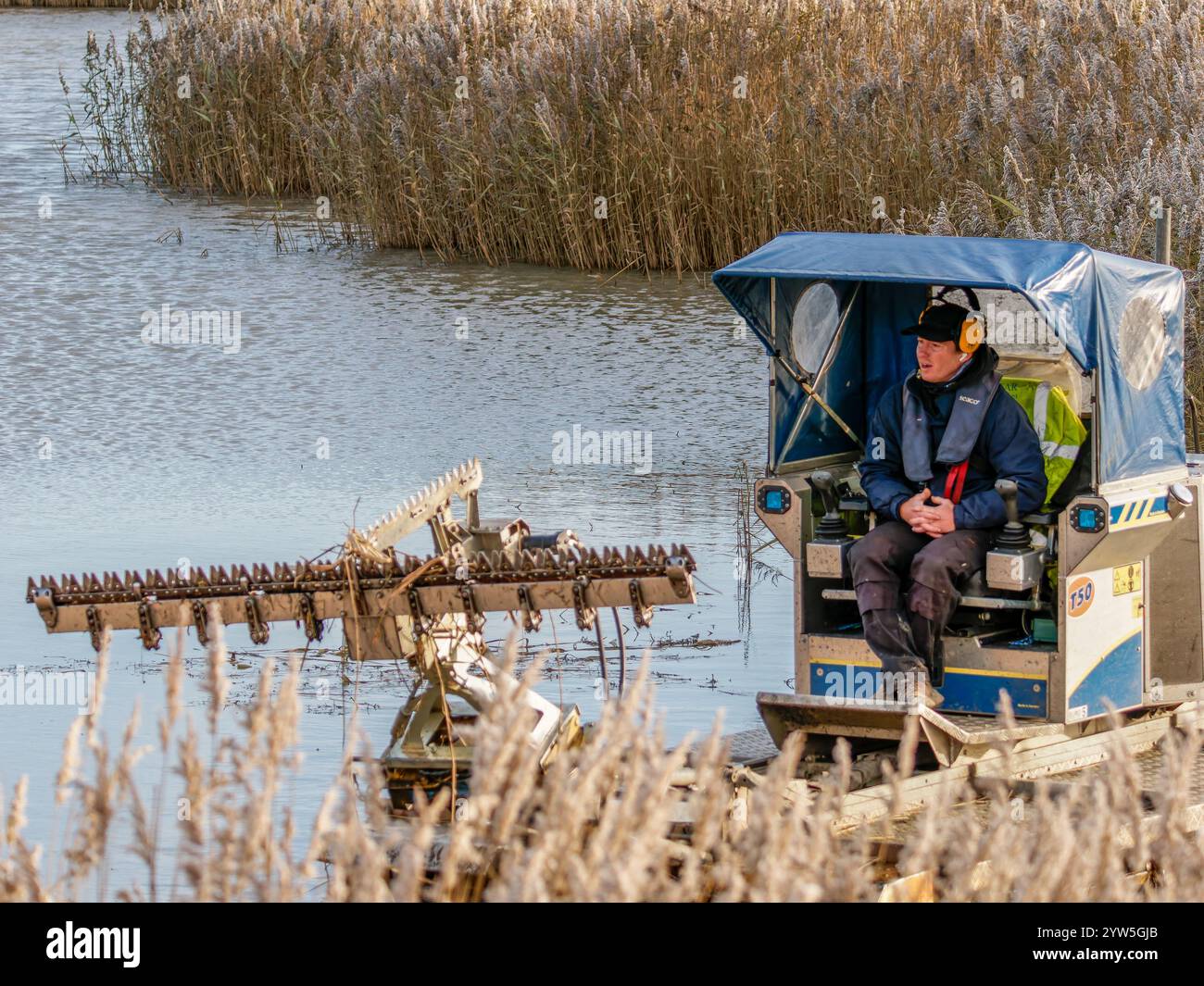 Reed cutting with amphibious machine Stock Photo - Alamy