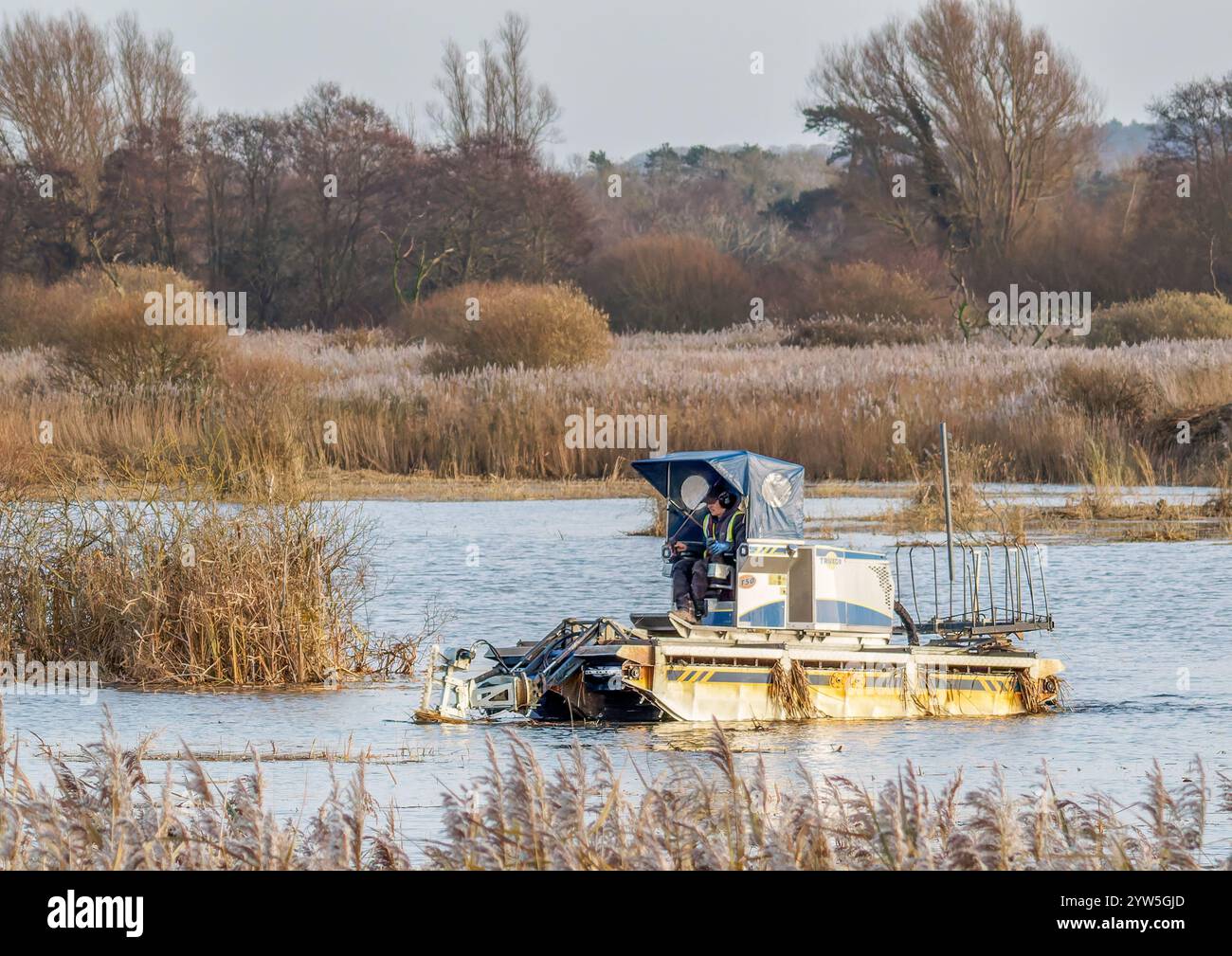 Reed cutting with amphibious machine Stock Photo - Alamy