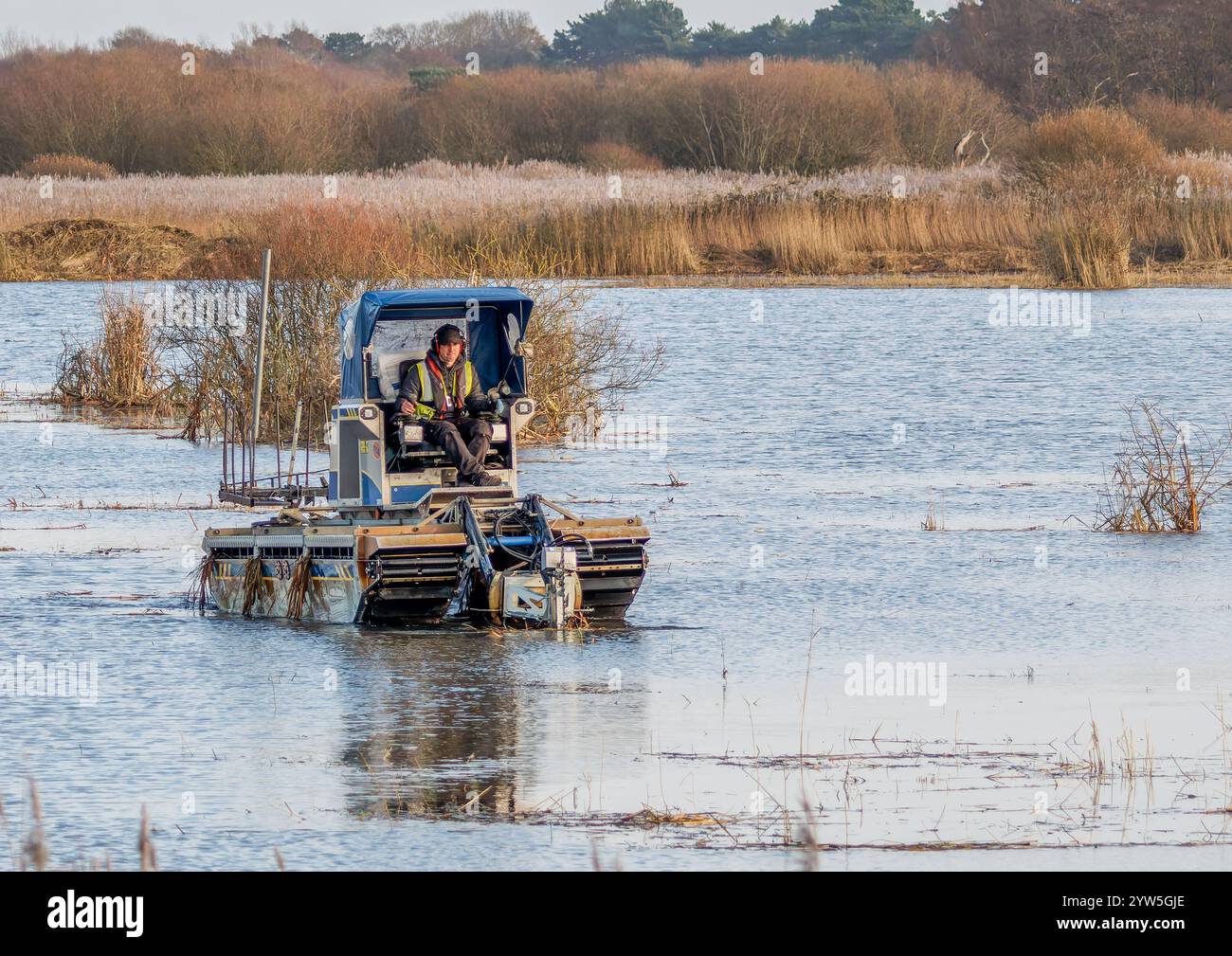 Reed cutting with amphibious machine Stock Photo - Alamy