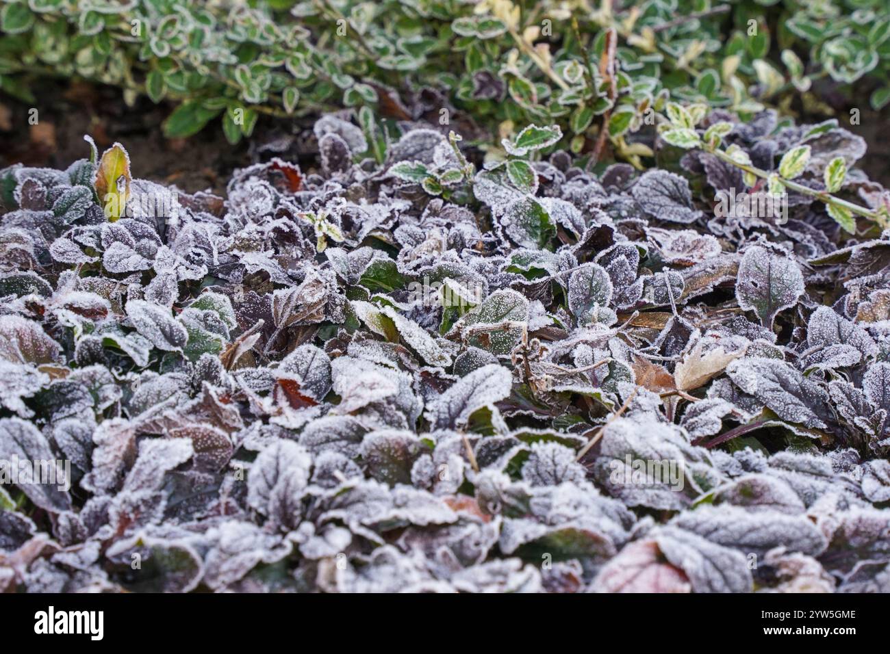Garden Plants outside covered with frost, rime in garden Stock Photo ...