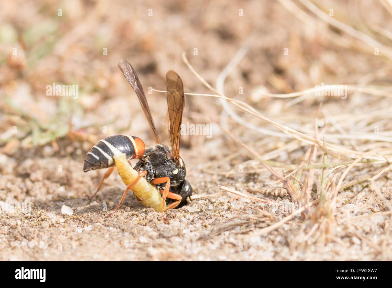Purbeck mason wasp (Pseudepipona herrichii) with moth larva prey ...
