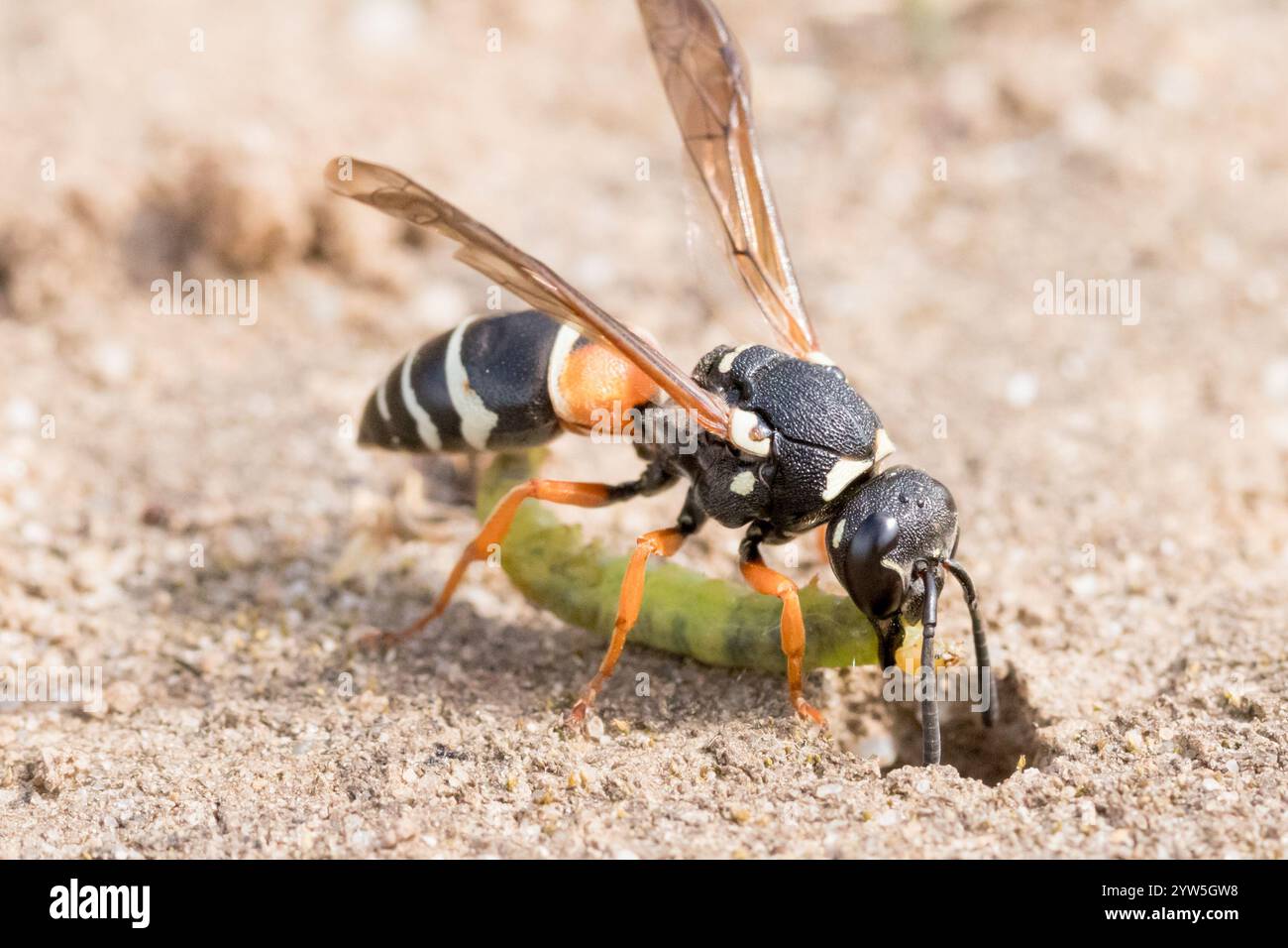 Purbeck mason wasp (Pseudepipona herrichii) with Acleris hyemana moth ...