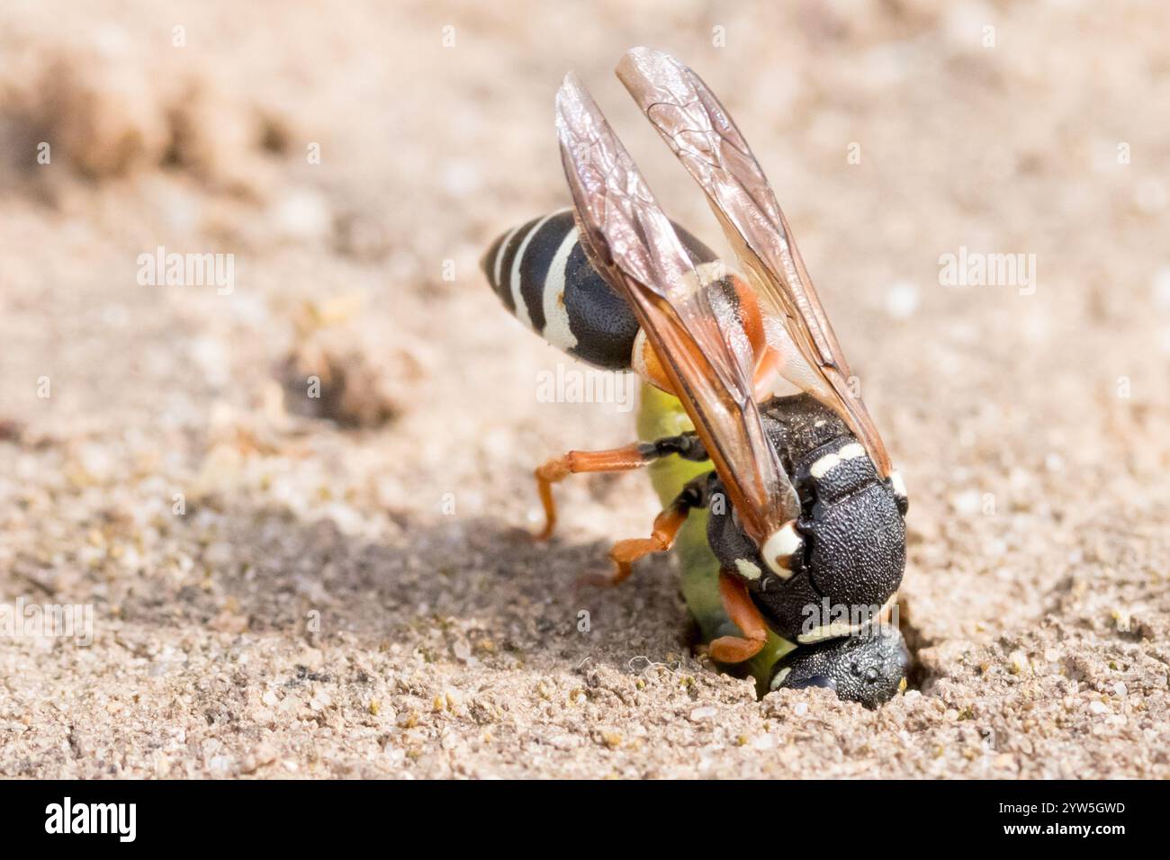 Purbeck mason wasp (Pseudepipona herrichii) with Acleris hyemana moth ...
