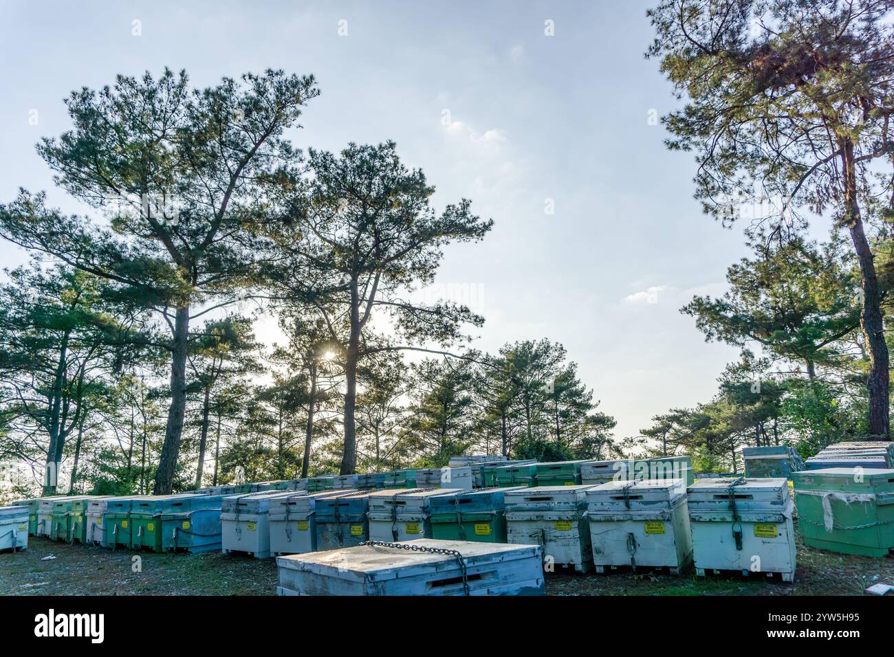 Beehives in a Pine Forest, Rural Scene, Beehive Boxes Among the Trees ...